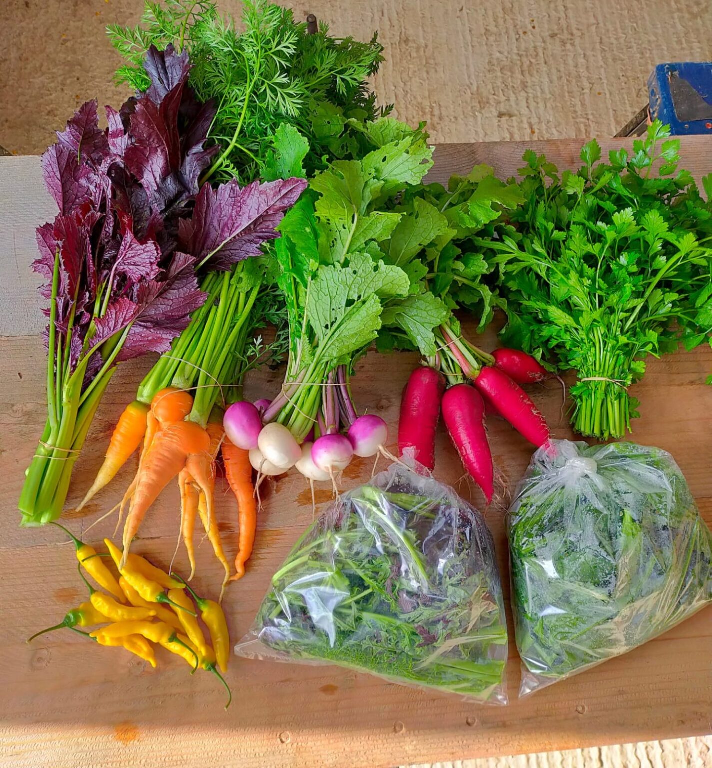 Earthbound | Surfside & Rum Bar